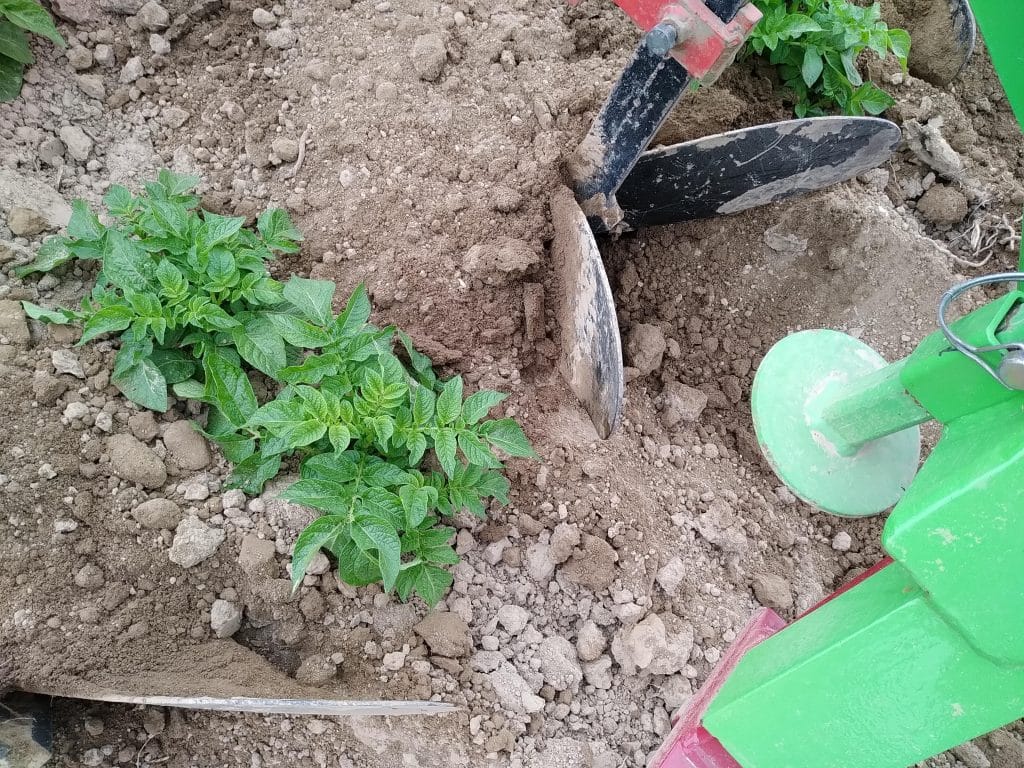 Le buttage des patates - GIE Le Giraumon